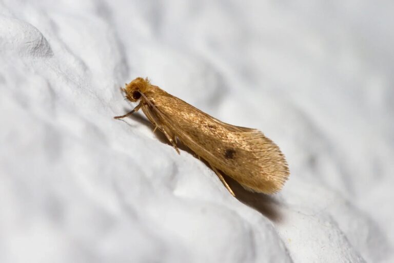 Moths Around the Home: Identification, Causes, Prevention, and When to ...